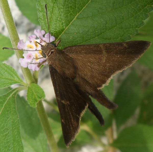 Brown Longtail Skipper | Project Noah
