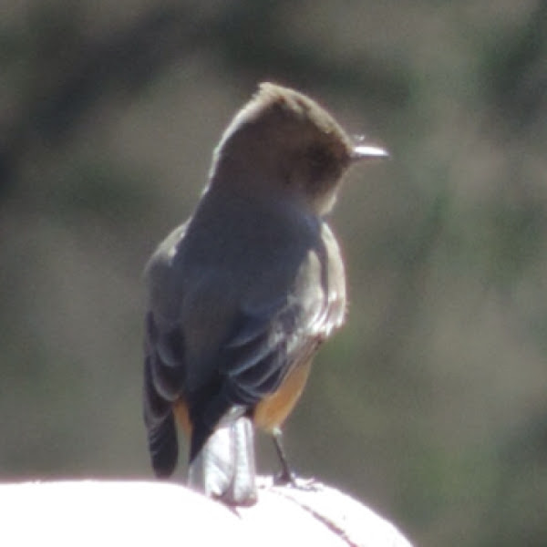 Say's Phoebe | Project Noah