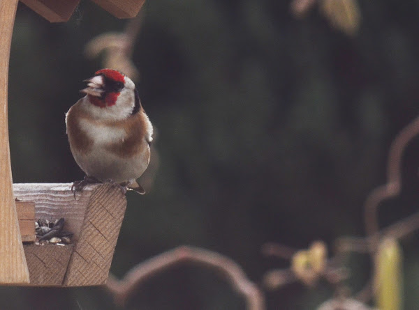 European Goldfinch | Project Noah