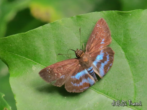 Blue Skipper | Project Noah