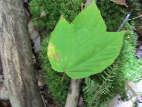 Striped Maple | Project Noah
