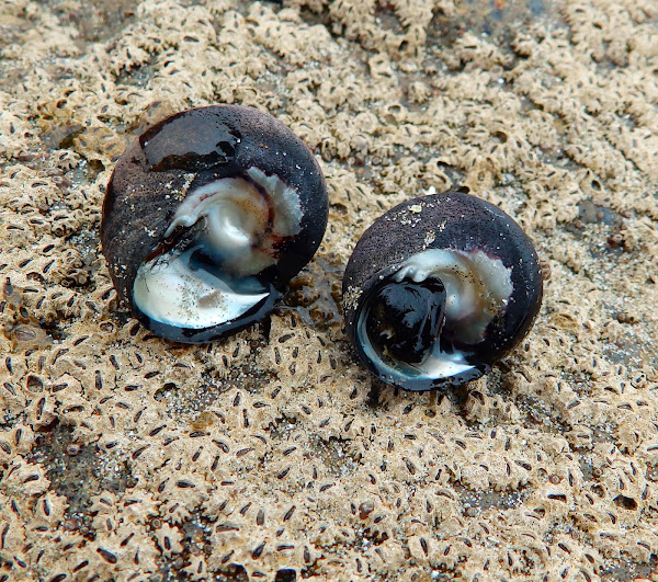 Black Turban Snail | Project Noah