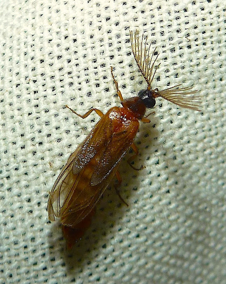 Male Glowworm Beetle | Project Noah