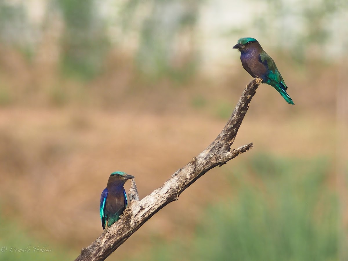 Purple-winged Roller (or) Indian Roller | Project Noah