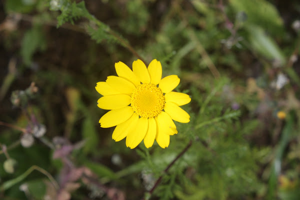 Malmequer | Project Noah