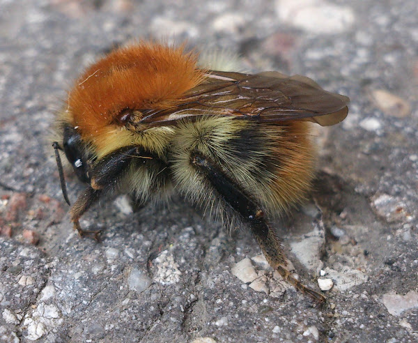 common carder bee | Project Noah