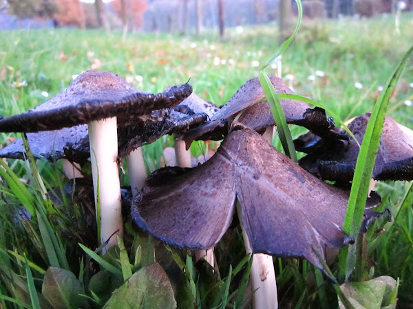 common ink cap or inky cap | Project Noah