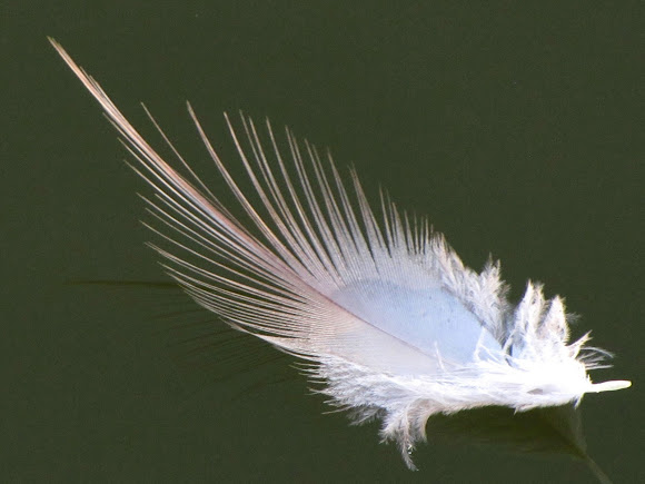 Great Blue heron feather | Project Noah