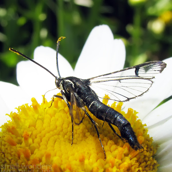 Lesser Peachtree Borer Moth | Project Noah
