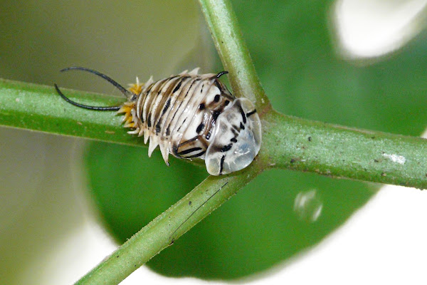 Wild Olive tortoise leaf beetle (pupa and adult) | Project Noah