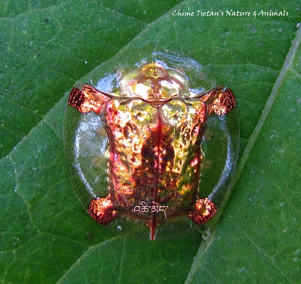 Golden Tortoise Beetle | Project Noah
