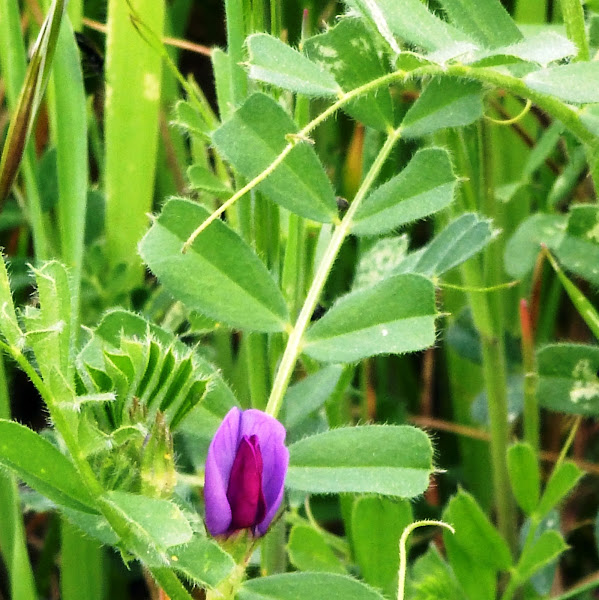 Spring Vetch | Project Noah