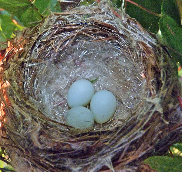 American goldfinch (nest & eggs) | Project Noah
