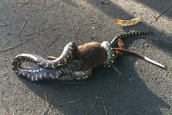 Python kills Possum | Project Noah