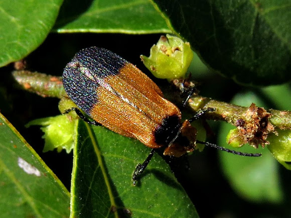 Netwing beetle | Project Noah