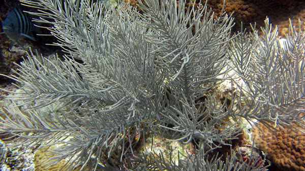 Sea Plumes | Project Noah