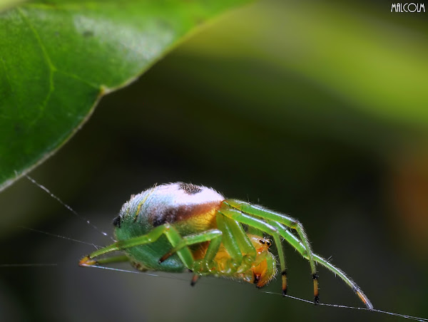 Kidney Garden Spider | Project Noah