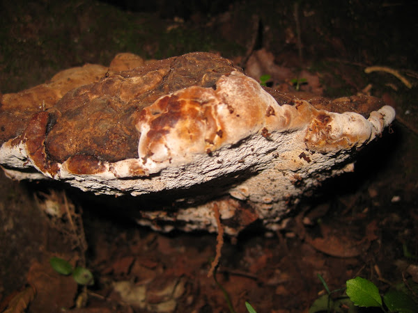 woody pore fungi | Project Noah