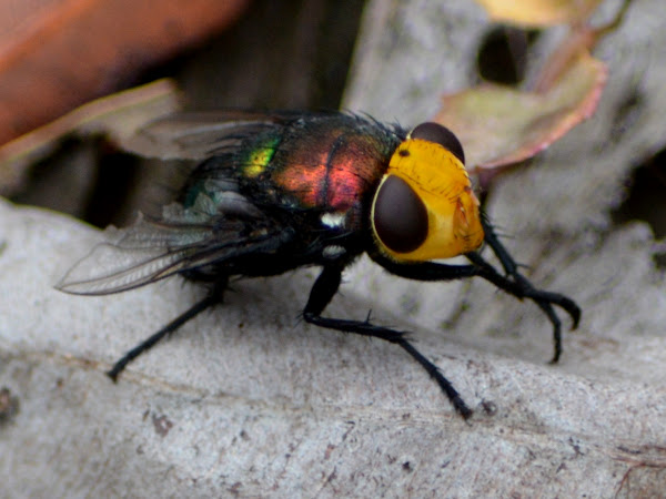Snail Parasite Blowfly | Project Noah