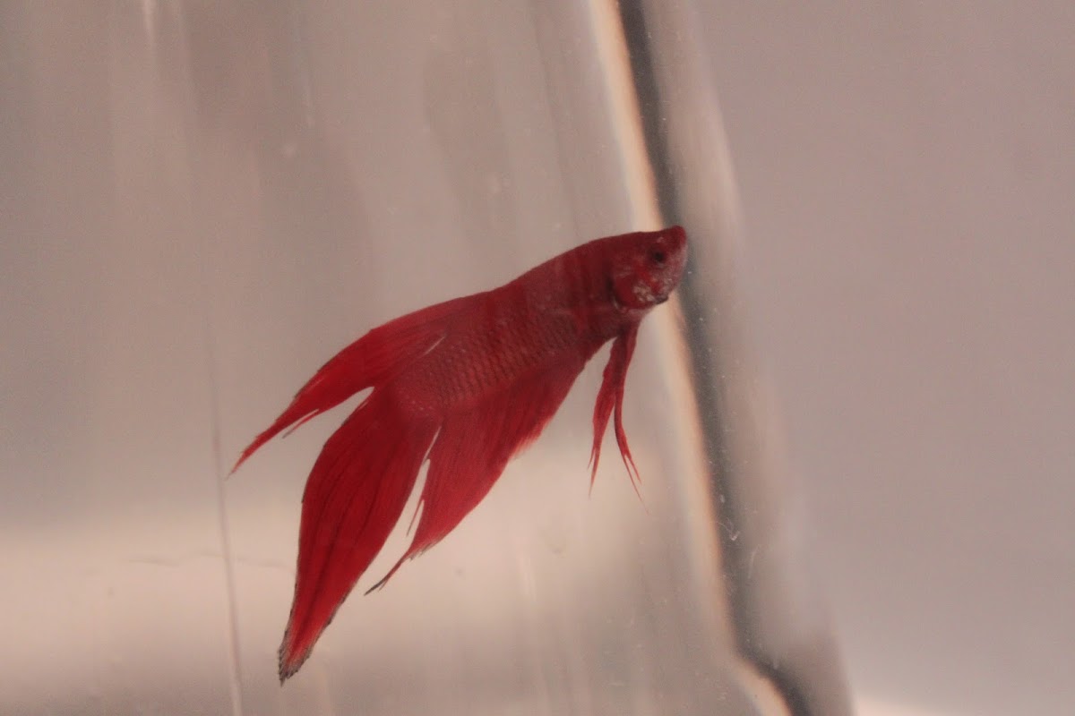 Siamese fighting fish | Project Noah