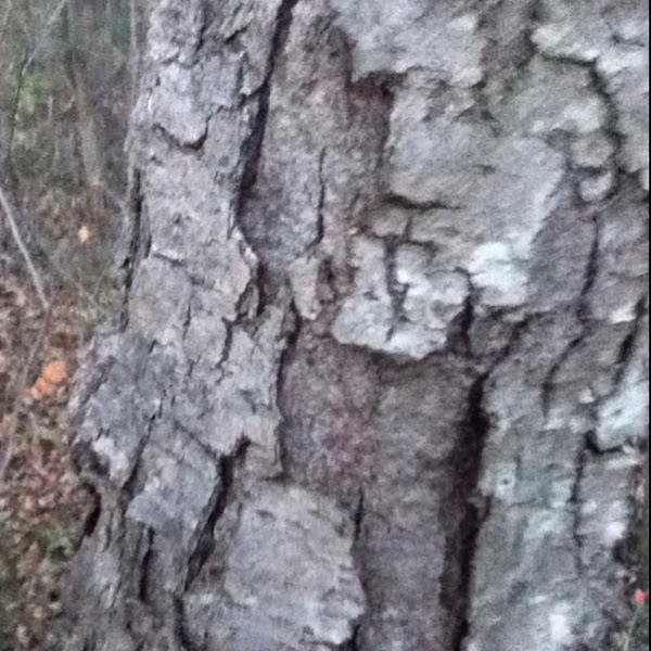 Ash Tree | Project Noah