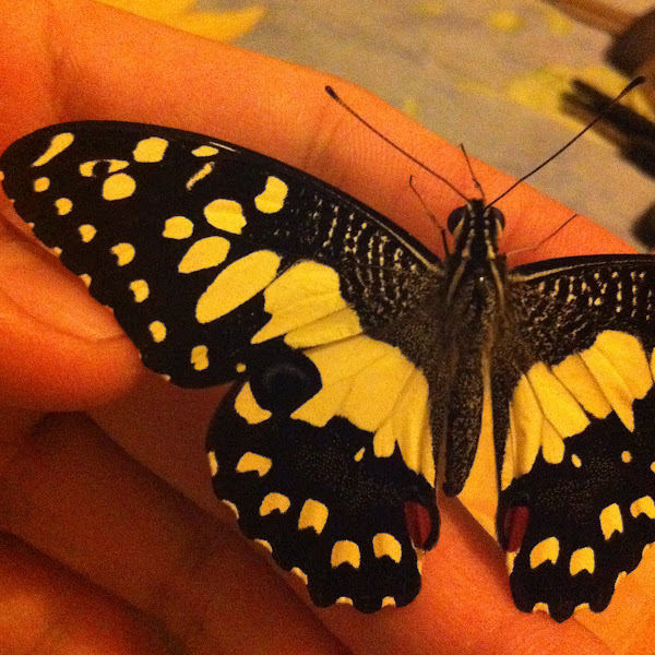 Lime Swallowtail | Project Noah
