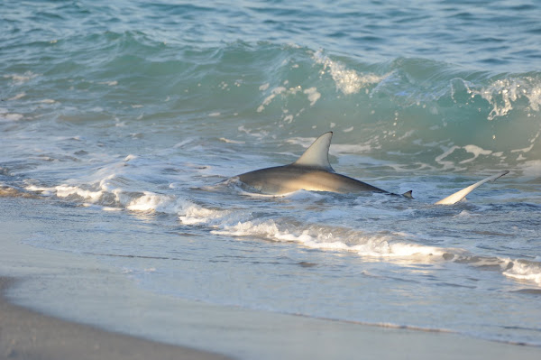 Spinner Shark | Project Noah