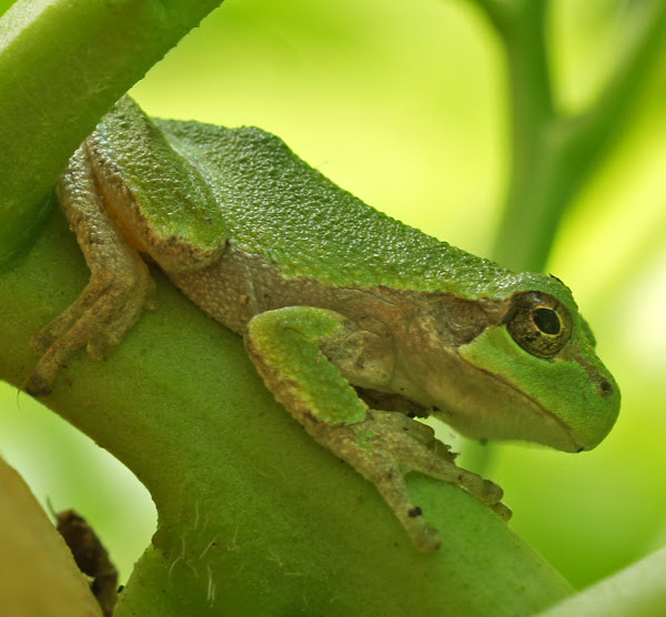 Gray/Cope's Gray Tree Frog | Project Noah