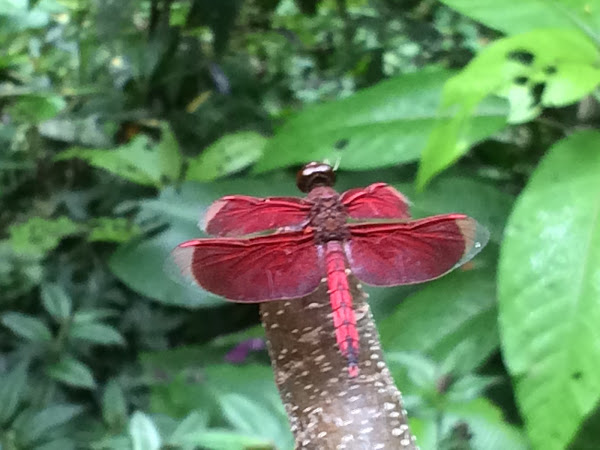 Dragonfly | Project Noah