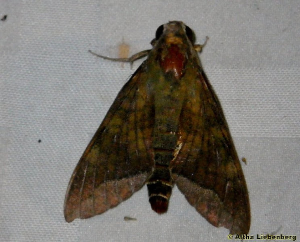 Nephele Sphinx Moth | Project Noah
