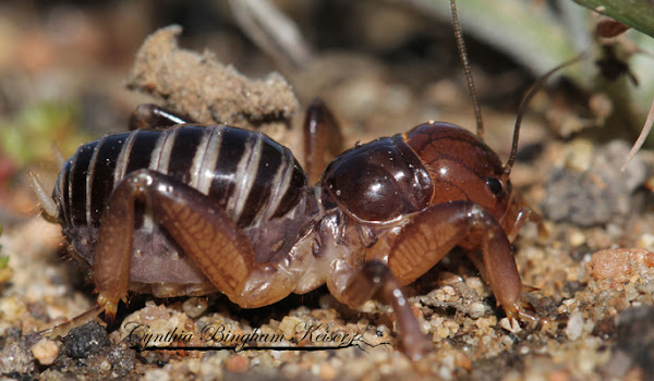 Jerusalem Cricket | Project Noah