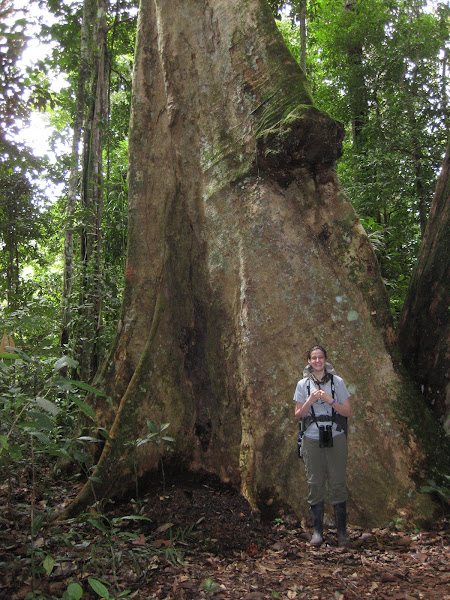 Couratari tree | Project Noah