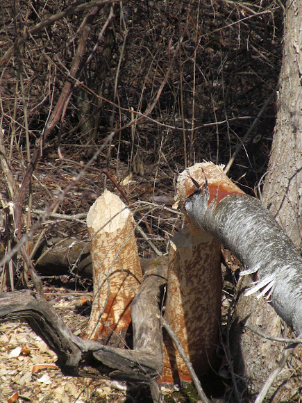 North American Beaver (chewed log) | Project Noah
