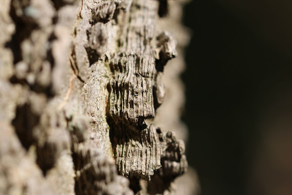 Northern Hackberry | Project Noah