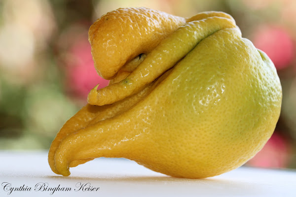 Lemon (irregular shape) | Project Noah