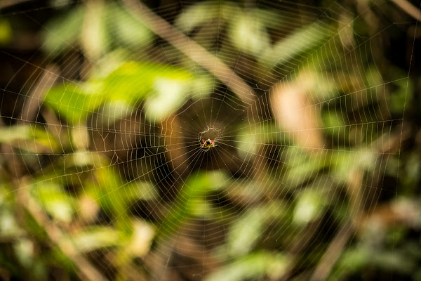 Hasselt's Spiny Spider | Project Noah