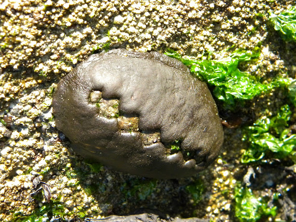 Black Katy Chiton | Project Noah