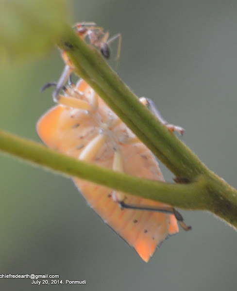 Lychee Stink Bug Nymph | Project Noah