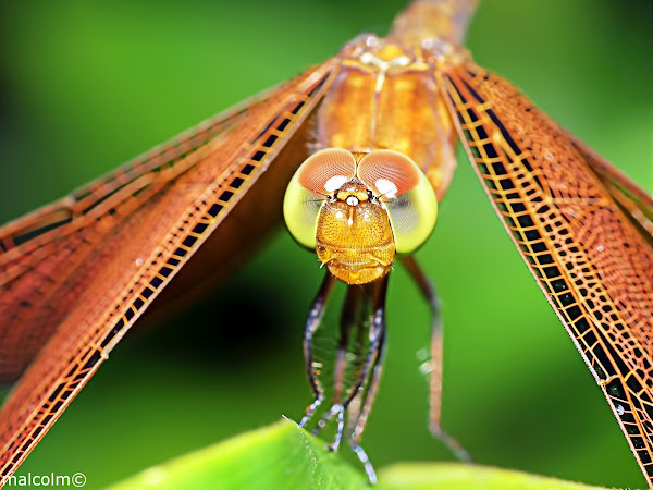 Dragonfly | Project Noah