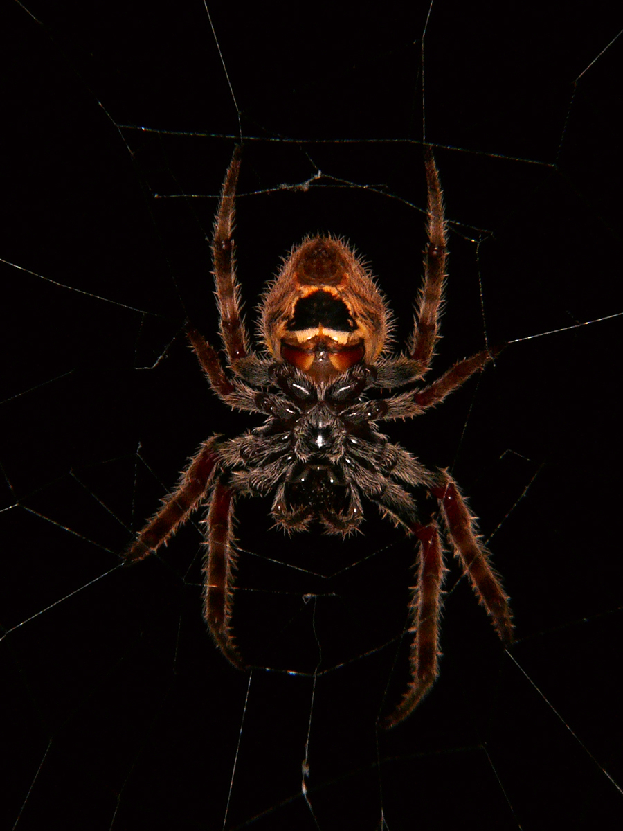 Tropical Orb Weaver | Project Noah