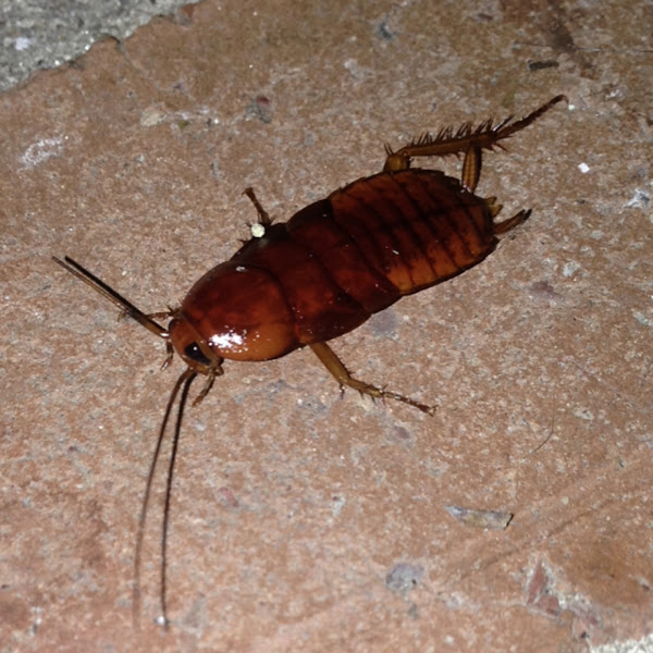 Spotting | Project Noah