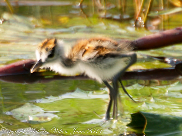 African Jacana chick | Project Noah