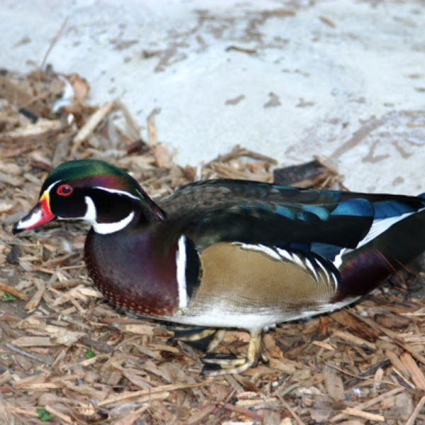 Wood Duck | Project Noah