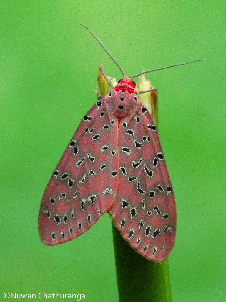 Crotalaria Pod Borer | Project Noah
