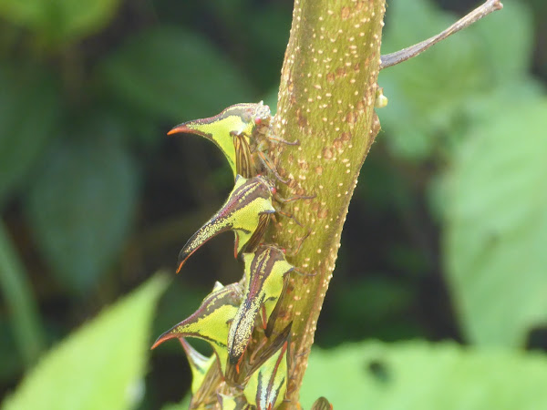 Thorn Bug / Bicho Espina | Project Noah