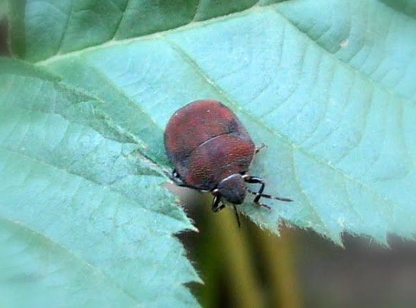 Shield backed Bug | Project Noah