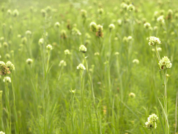 Florida prairie clover | Project Noah
