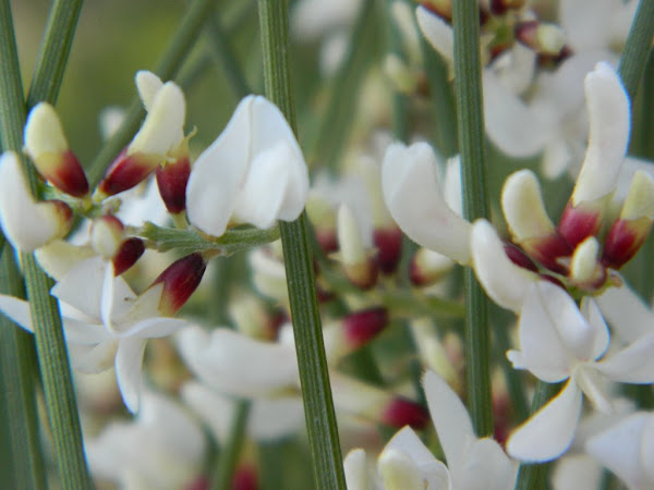 White Weeping Broom (Εχίνωπας) | Project Noah