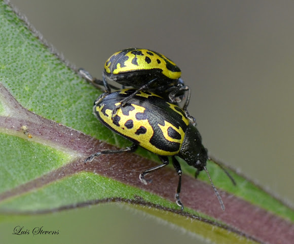 Calligraphy Beetle | Project Noah