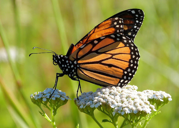 Monarch Butterfly | Project Noah